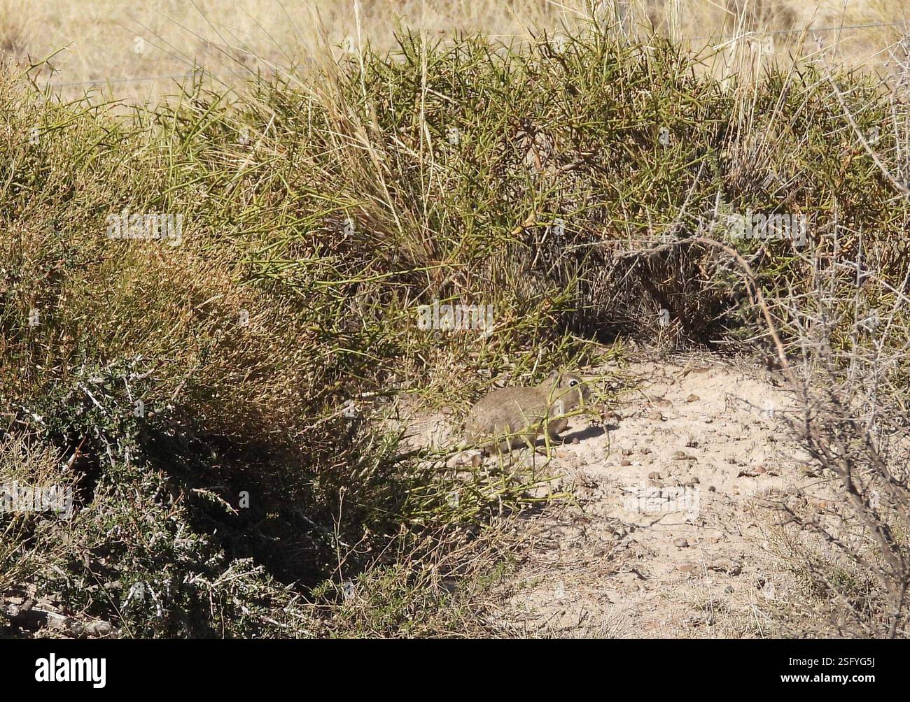 Southern Mountain Cavy (Microcavia australis), Mammalia, Chubut, AR ...