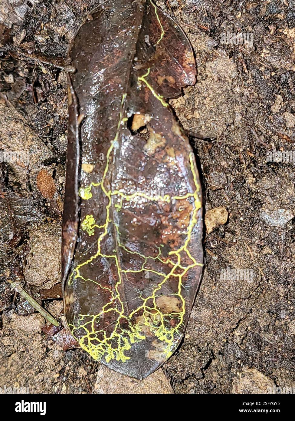 true slime molds (Myxomycetes), Protozoa, San Gregorio, CA, USA Stock ...