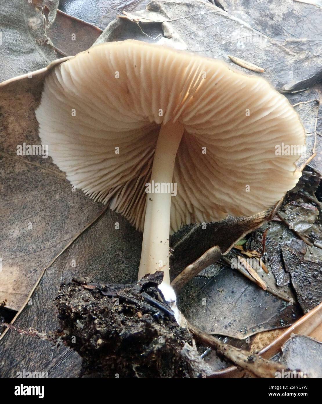 Pinkgills (Entoloma), Fungi, Auckland, Waitemata Harbour, Kauri Point ...