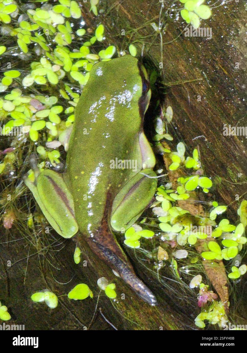 Australian Green Tree Frog (Ranoidea caerulea), Amphibia, Bouldercombe ...