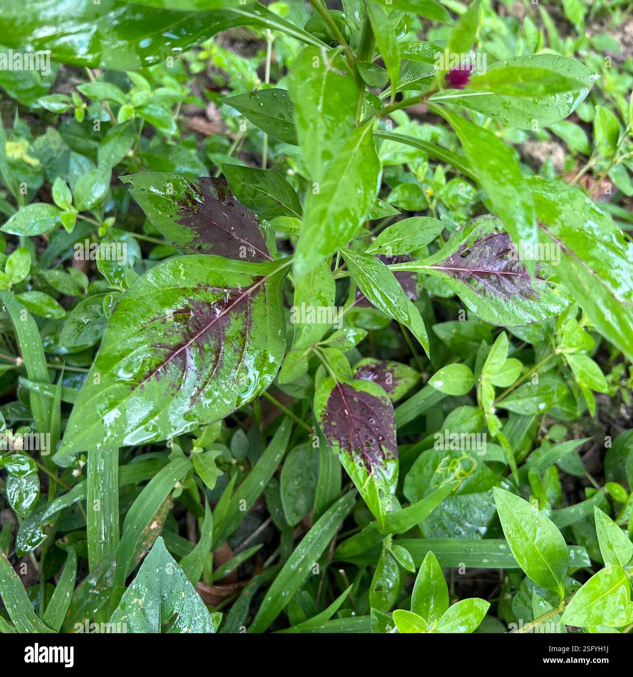 Cockscombs (Celosia), Plantae, Bullet Tree Falls, Belize Stock Photo ...