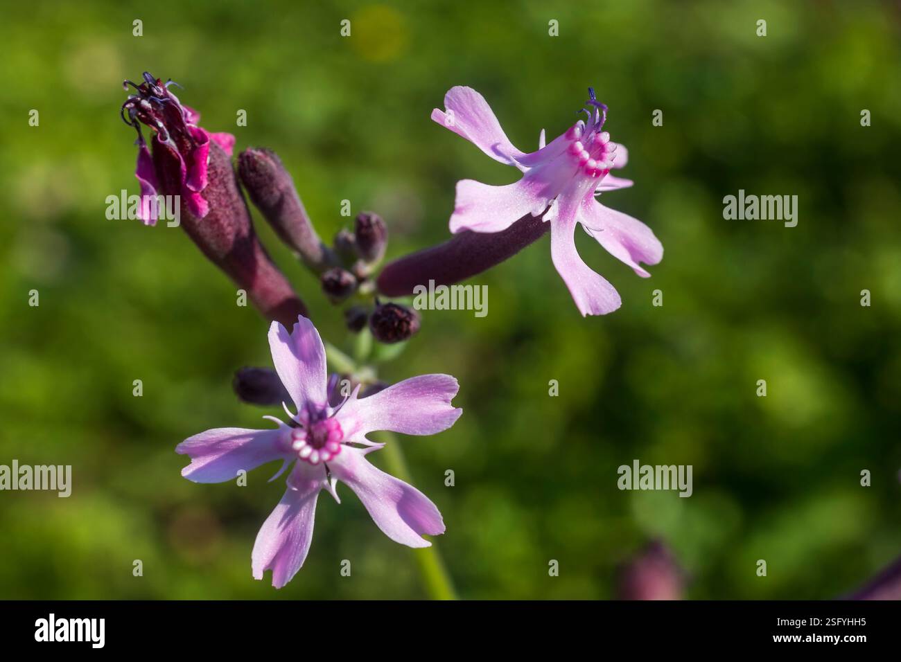 Pink blooms of Silene aegyptiaca, a species in the Caryophyllaceae ...