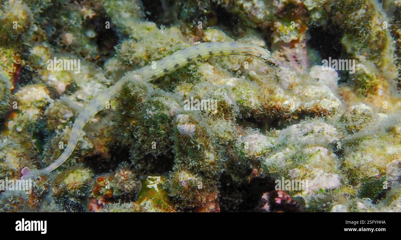 Messmate pipefish (Corythoichthys intestinalis) swimming among coral ...