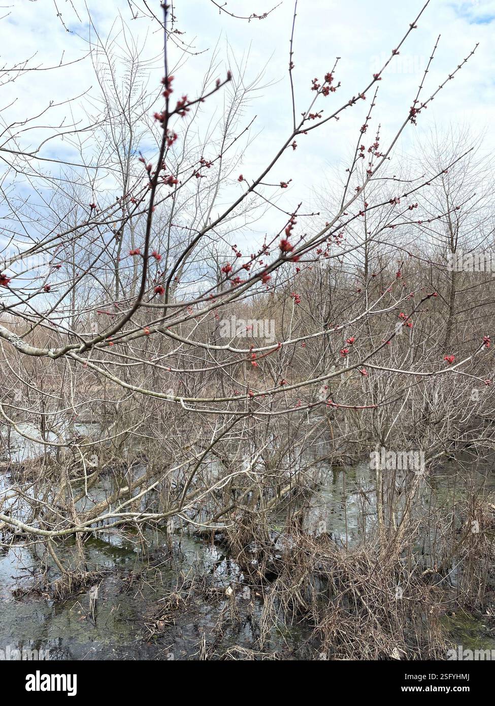 red maple (Acer rubrum), Plantae, Polkton, NC, US, Wetlands Stock Photo ...