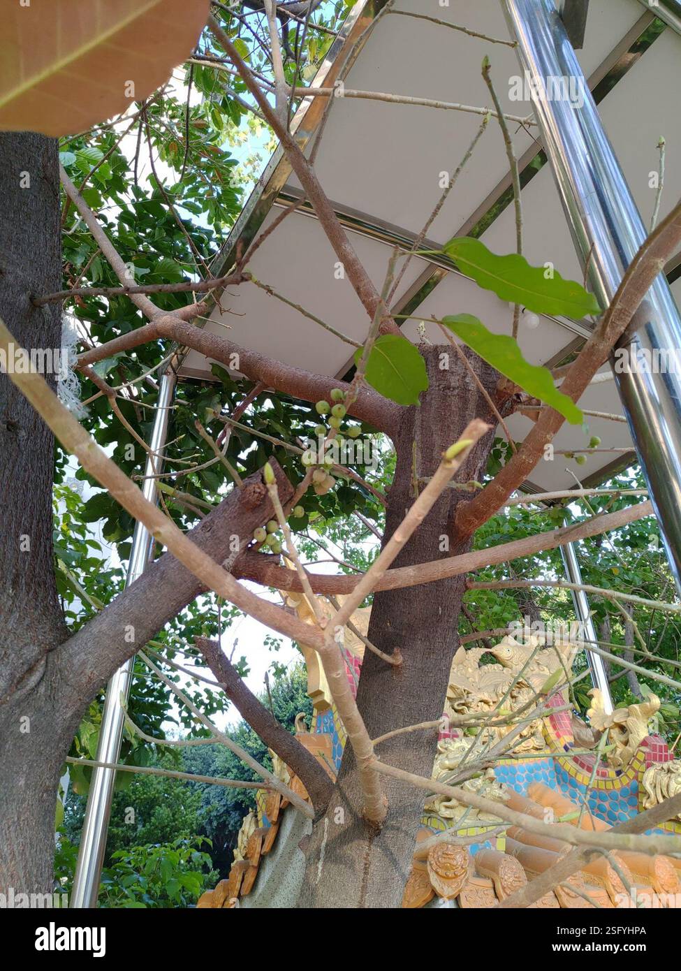 Japanese Superb Fig (Ficus subpisocarpa), Plantae, 830, Taiwan ...