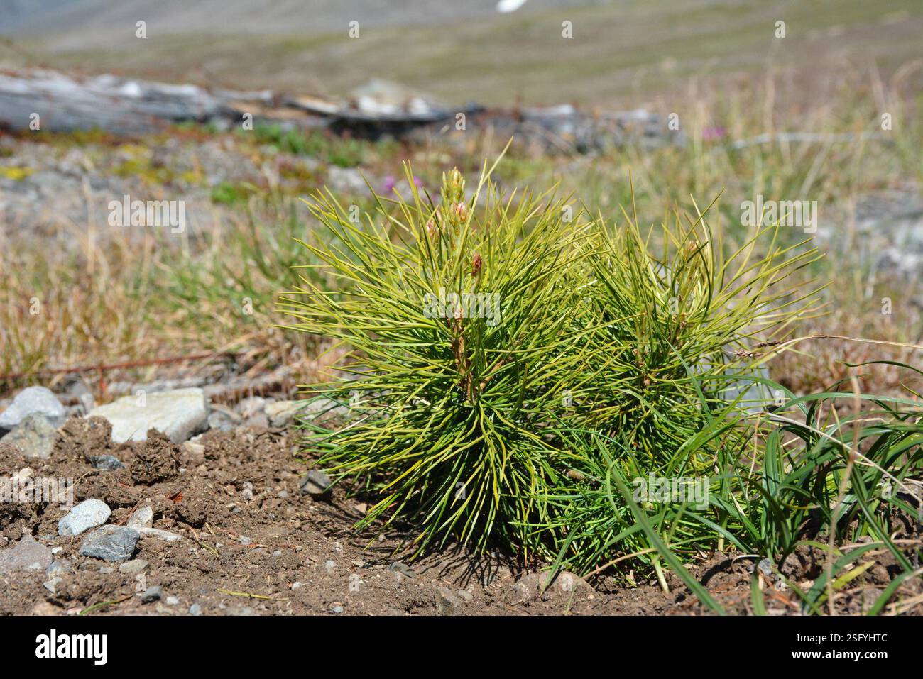 dwarf Siberian pine (Pinus pumila), Plantae, Провиденский р-н ...