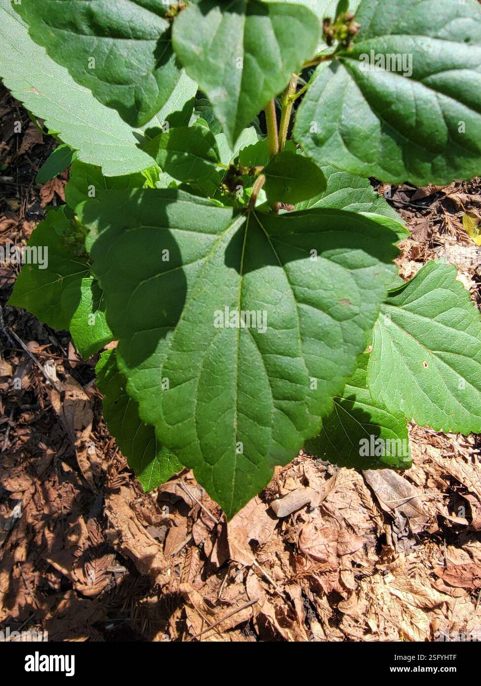 Crofton Weed (Ageratina adenophora), Plantae, Big Sur, CA 93920, USA ...