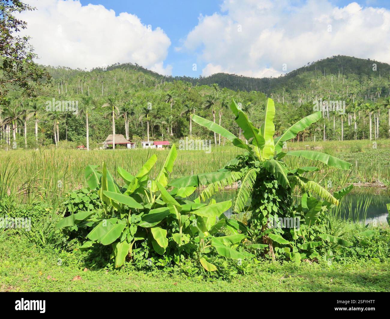 Bananas (Musa), Plantae, Pinar del Río, CU, Bananas (Genus Musa) is one ...