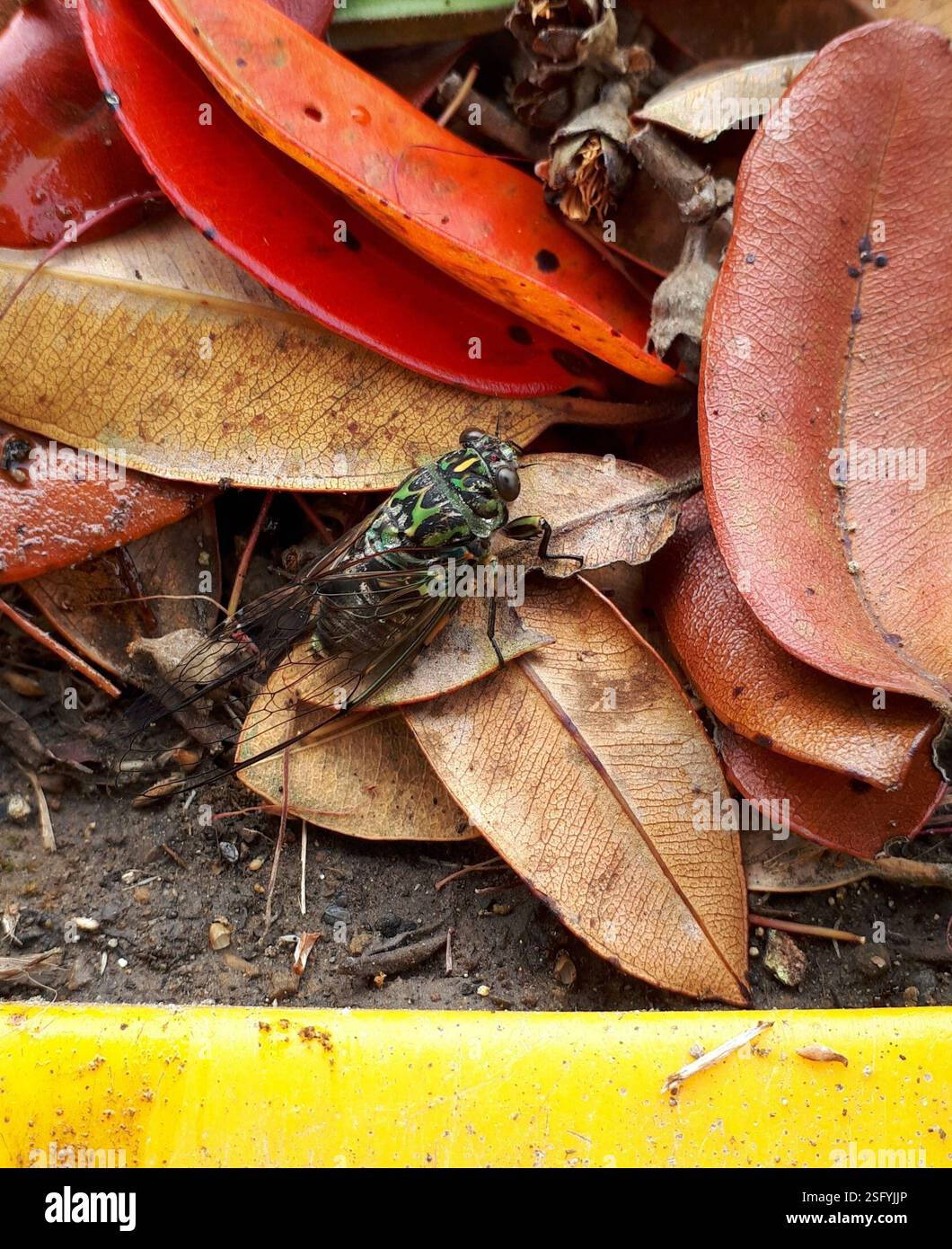 Chorus Cicada (Amphipsalta zelandica), Insecta, Normandale, Lower Hutt ...