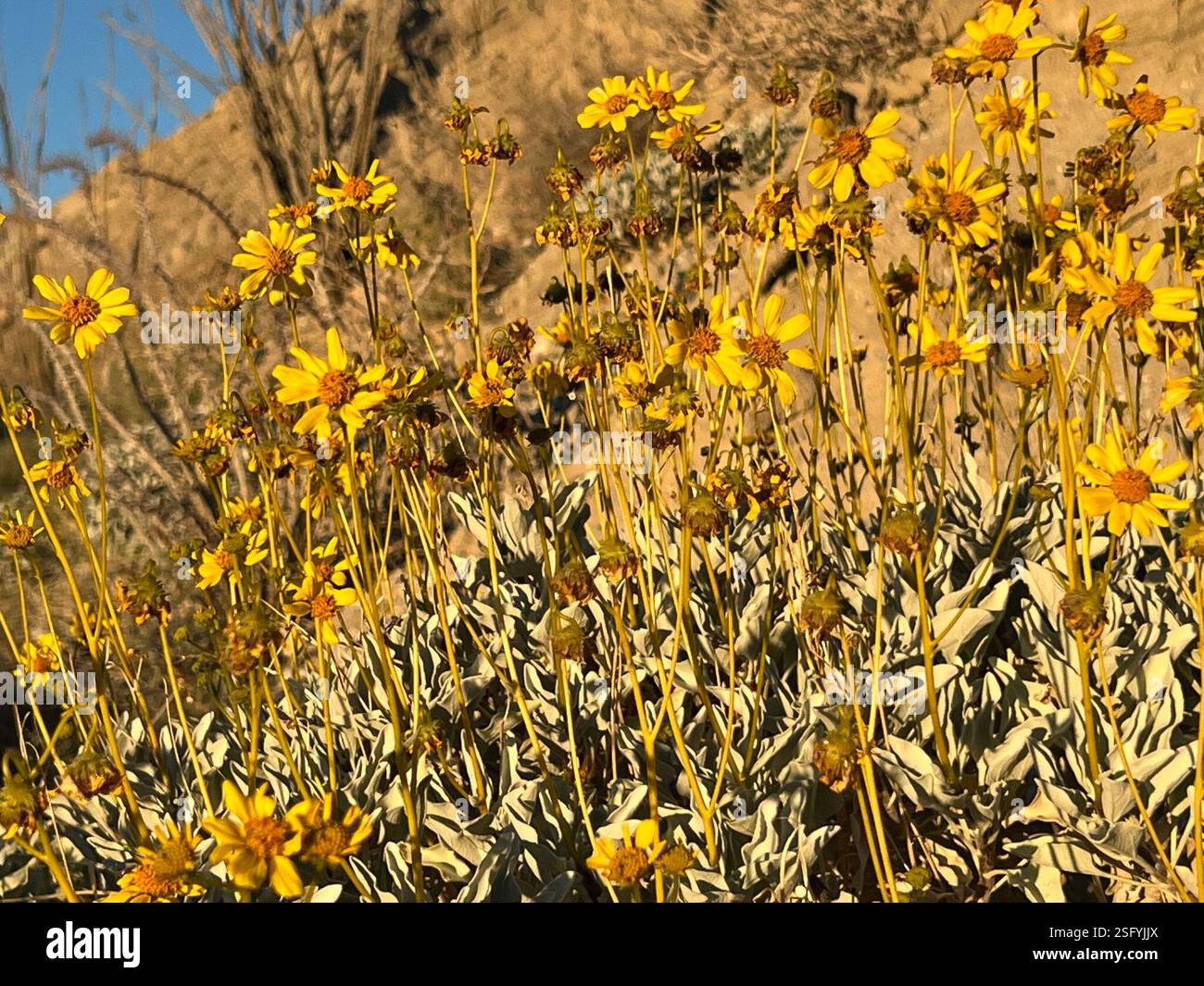 (Encelia farinosa farinosa), Plantae, Anza-Borrego Desert State Park ...
