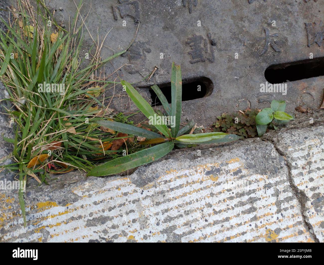 flowering plants (Angiospermae), Plantae, Kaohsiung Arena Station ...