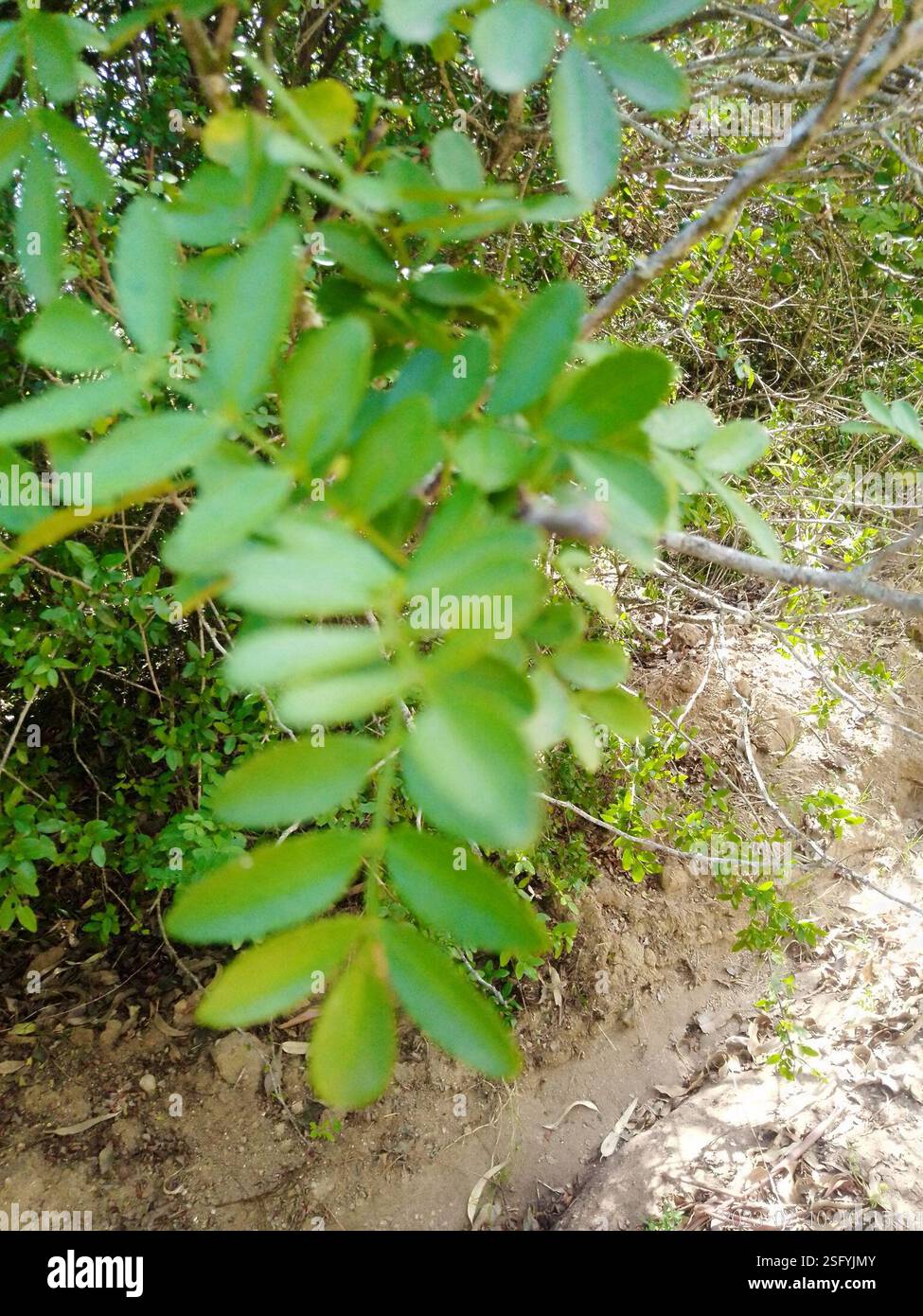 Lime Prickly-ash (Zanthoxylum fagara), Plantae, 37000 Departamento de ...