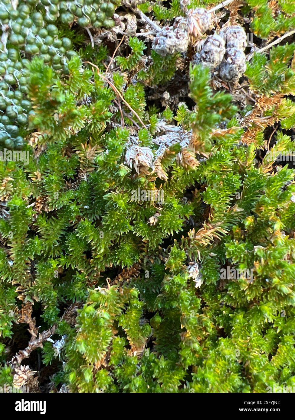 Desert Spikemoss (Selaginella eremophila), Plantae, California, US ...