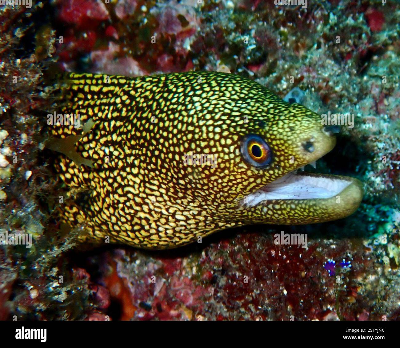Goldentail Moray (Gymnothorax miliaris), Actinopterygii, Baía Entre ...
