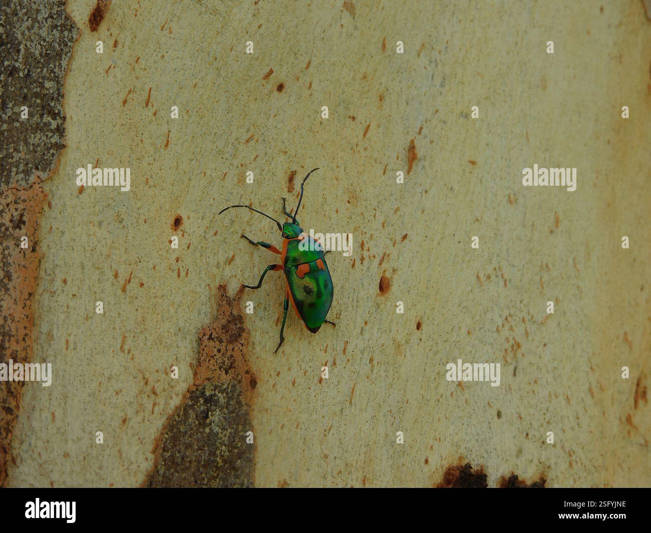 Metallic Shield Bug (Scutiphora pedicellata), Insecta, Melbourne VIC ...