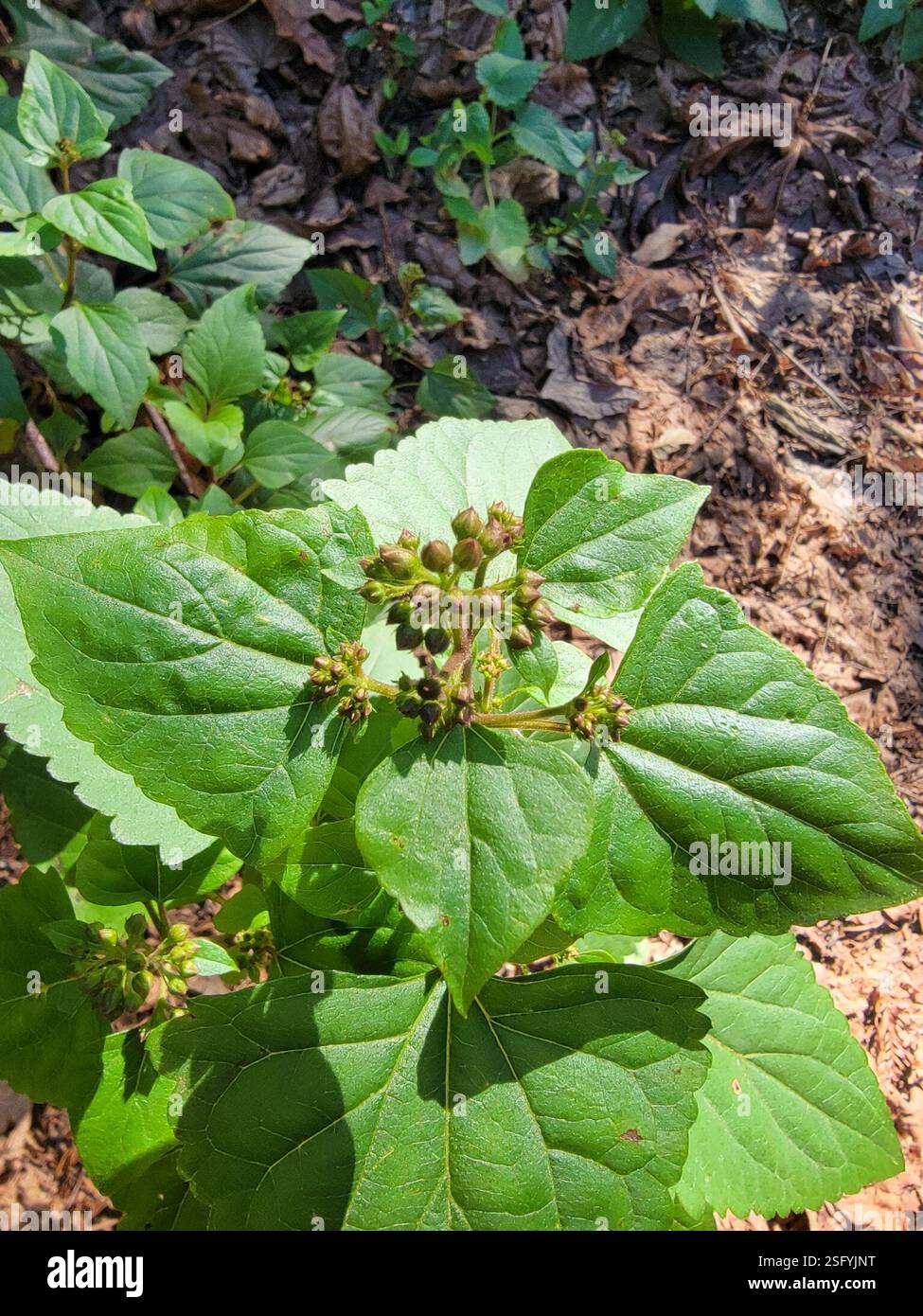 Crofton Weed (Ageratina adenophora), Plantae, Big Sur, CA 93920, USA ...