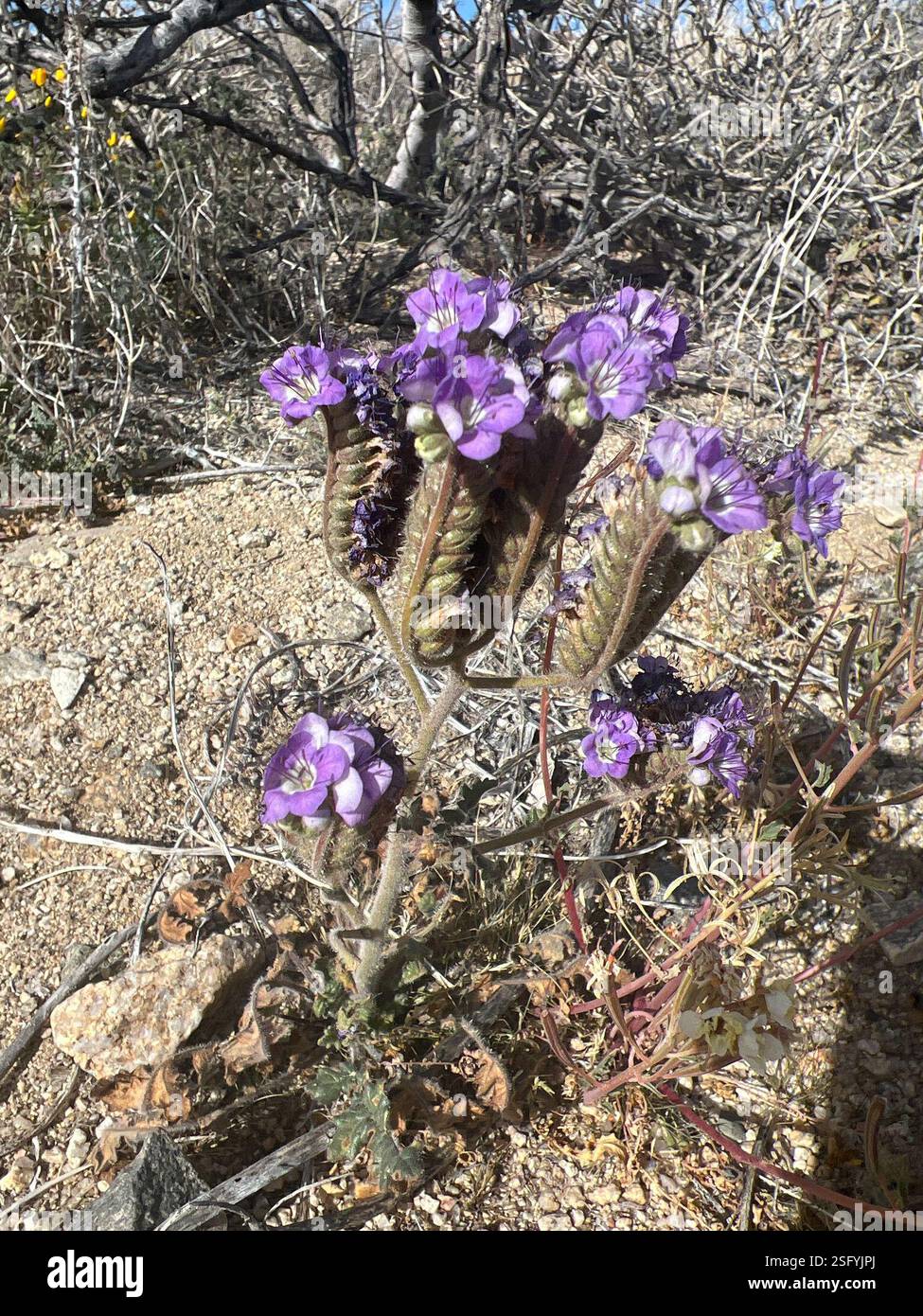 Notch-leaf Scorpionweed (Phacelia crenulata), Plantae, Joshua Tree ...