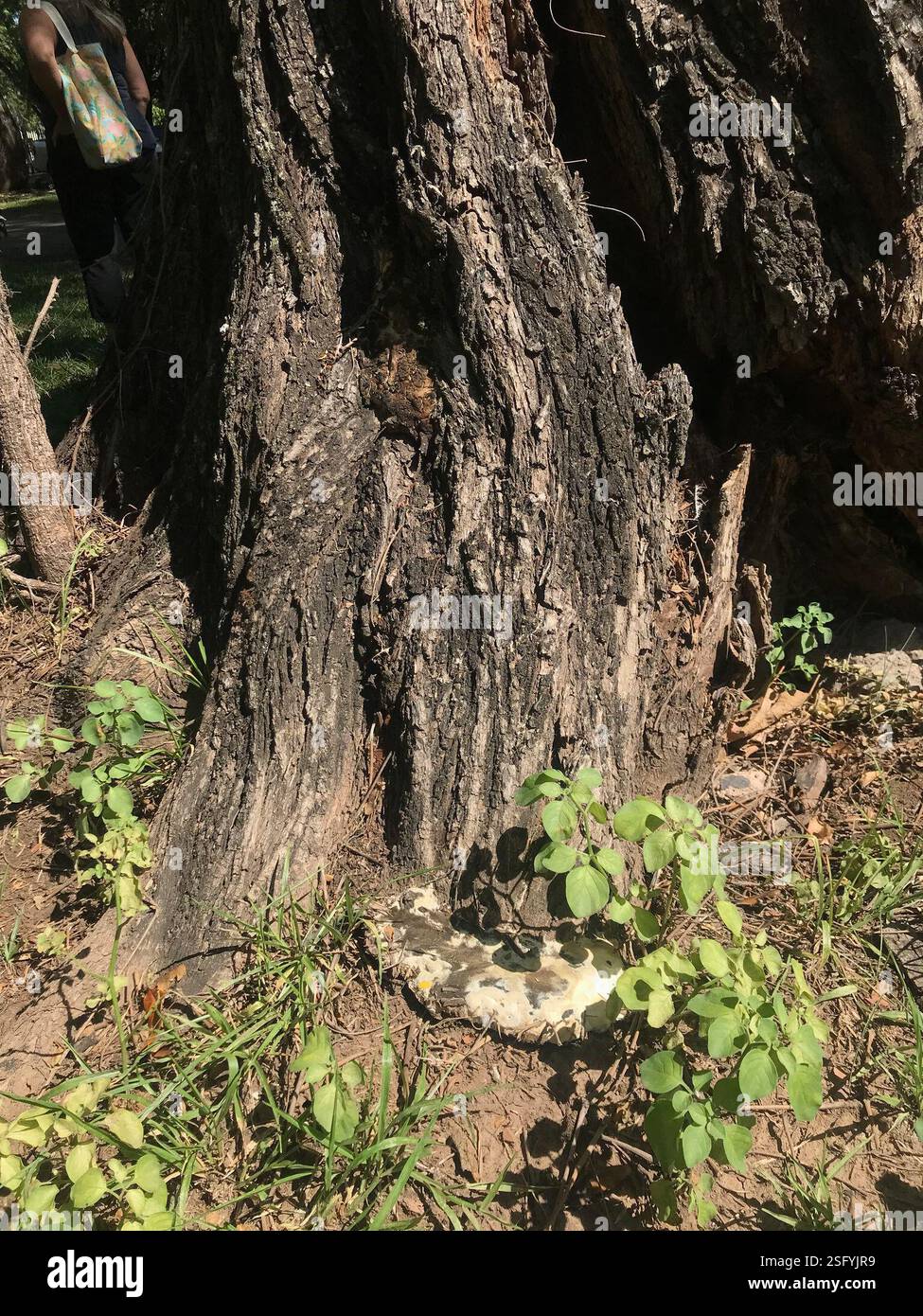 bracket fungi (Polyporaceae), Fungi, Parque de la Independencia ...