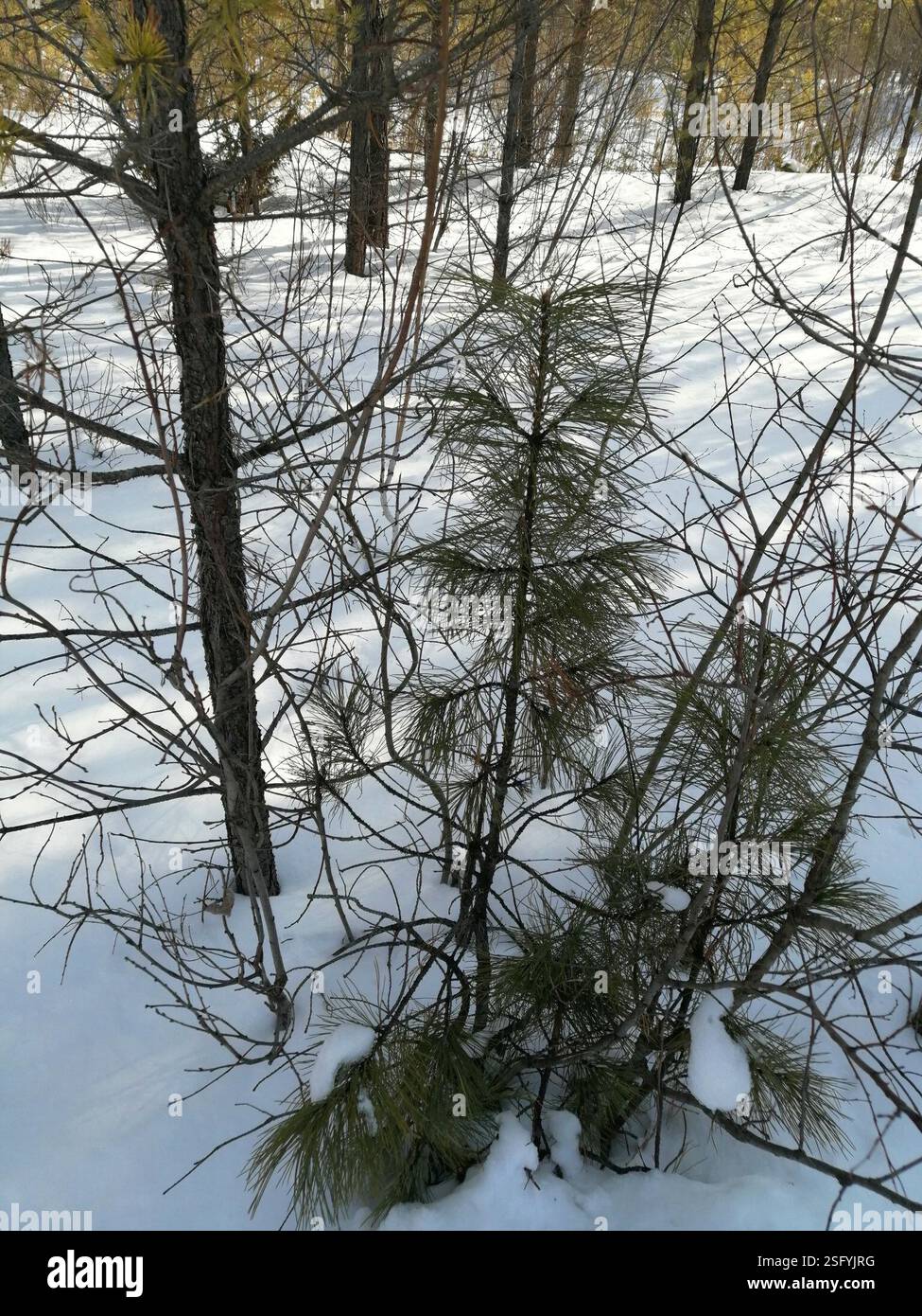 Siberian pine (Pinus sibirica), Plantae, Иркутская обл., Россия, 665490 ...