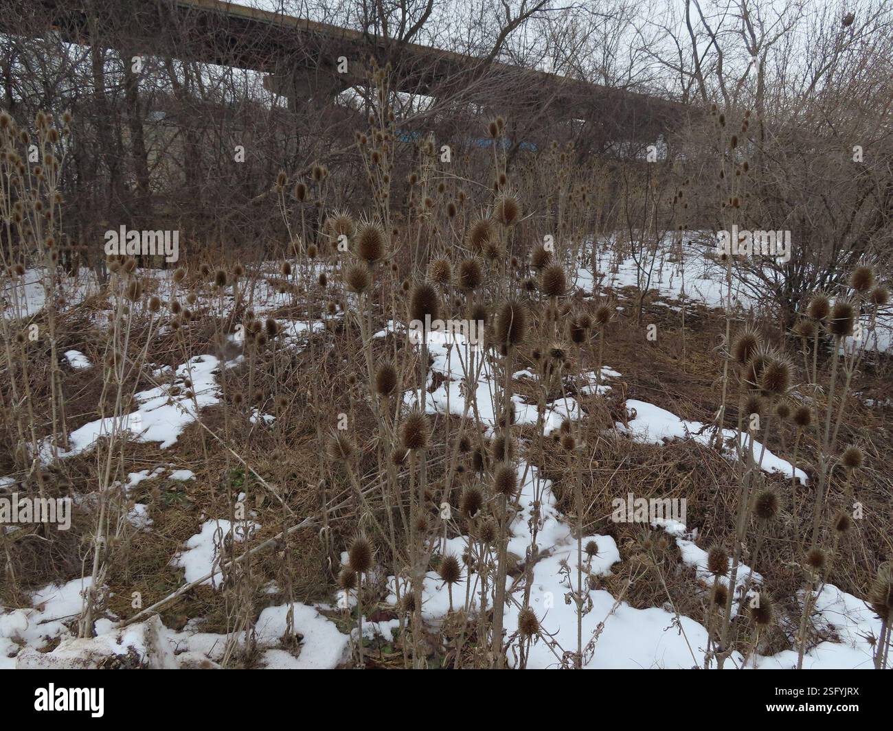 cutleaf teasel (Dipsacus laciniatus), Plantae, Milwaukee, Wisconsin ...