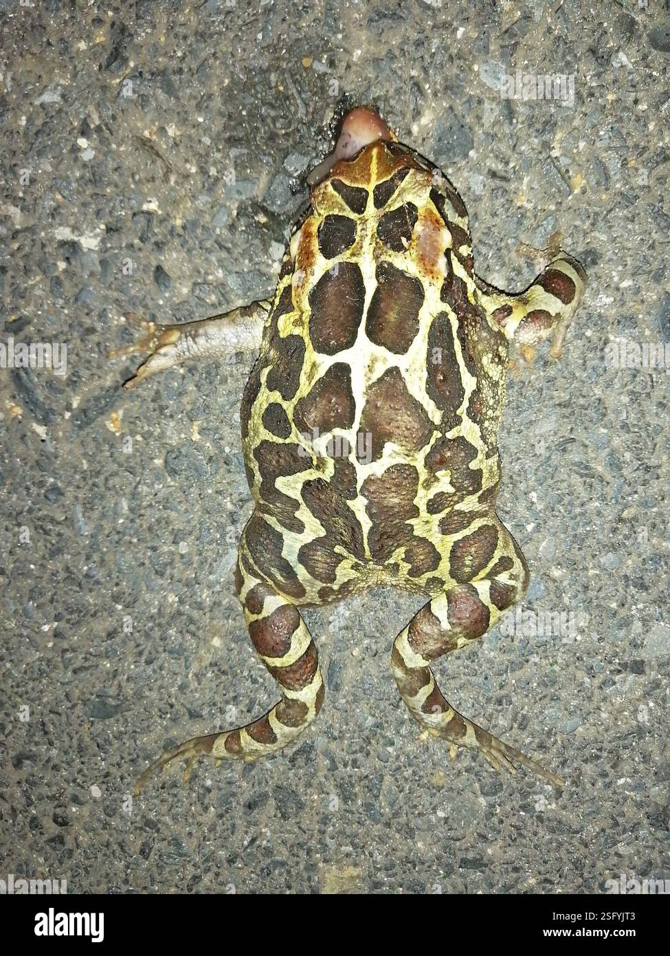 Western Leopard Toad (Sclerophrys pantherina), Amphibia, Lakeside, Cape ...