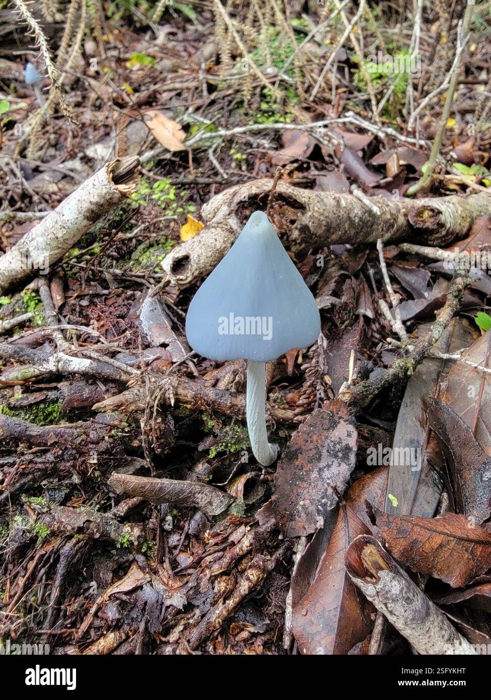 blue pinkgill (Entoloma hochstetteri), Fungi, Westland, NZ-WC, NZ Stock ...