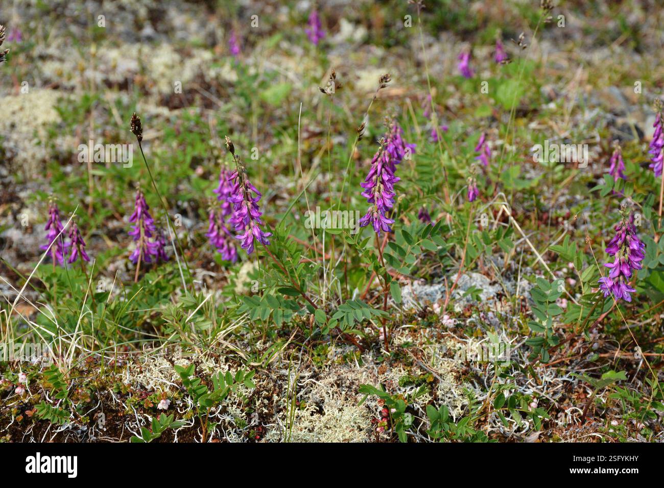 Alpine sainfoin (Hedysarum hedysaroides), Plantae, Провиденский р-н ...