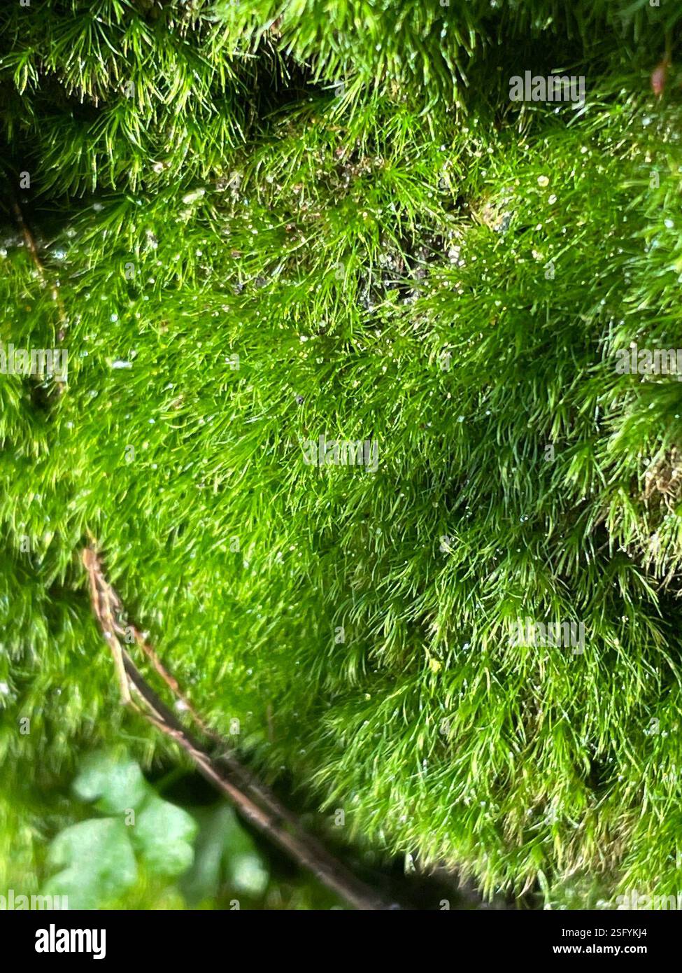 Silky Forklet-moss (Dicranella heteromalla), Plantae, De Geelders ...