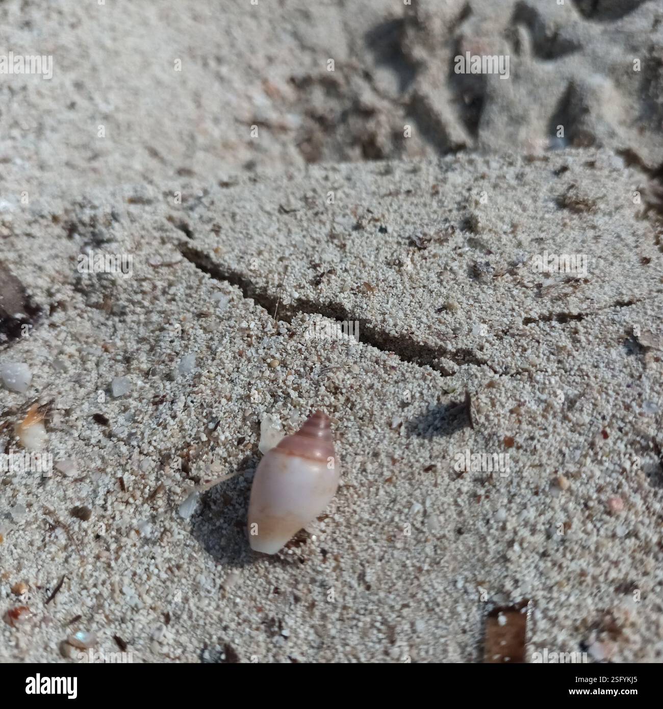Rustic Dove-shell (Columbella rustica), Mollusca, Baleares, ES-PM, ES ...