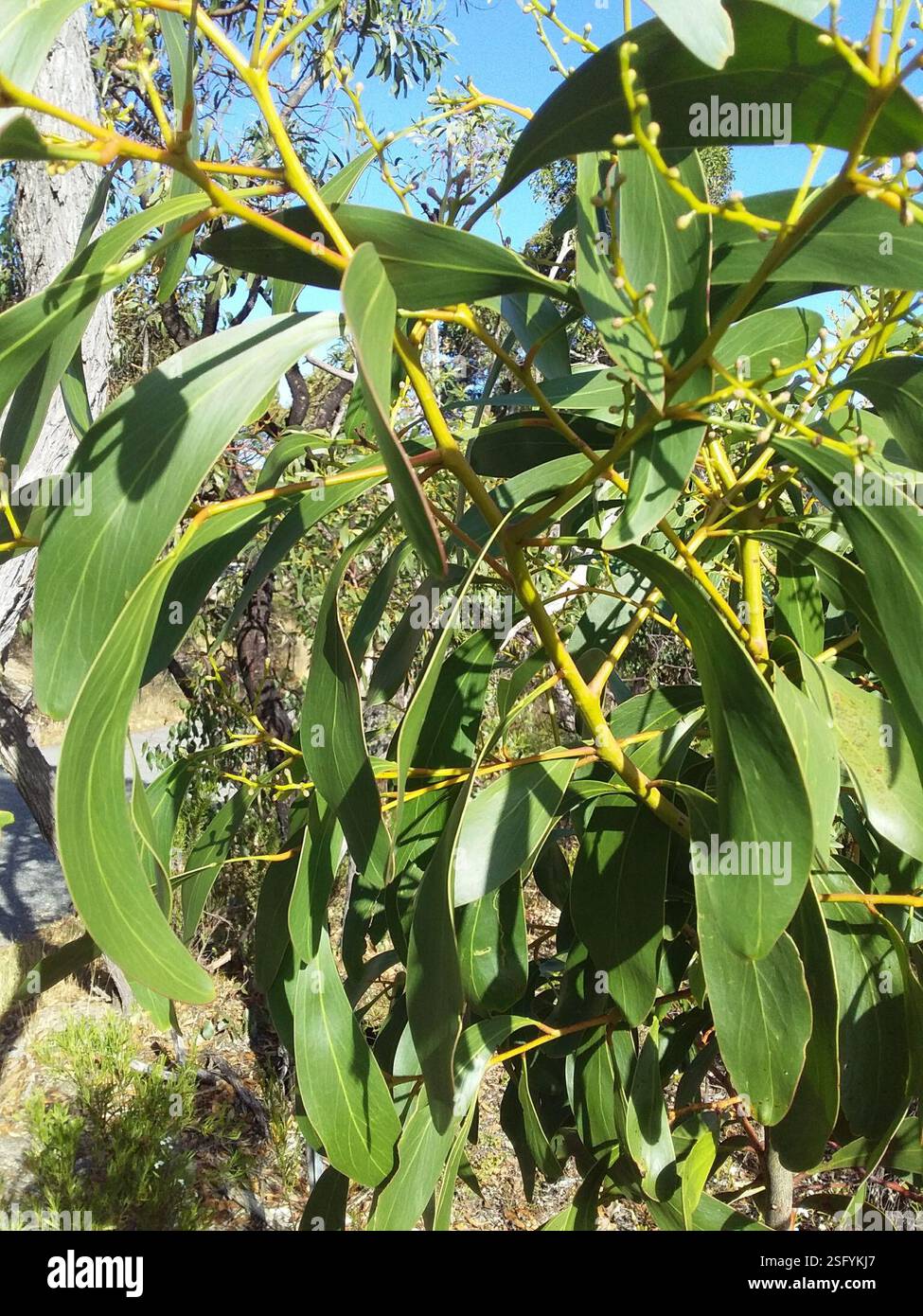 Golden Wattle (Acacia pycnantha), Plantae, Crafers SA 5152, Australia ...