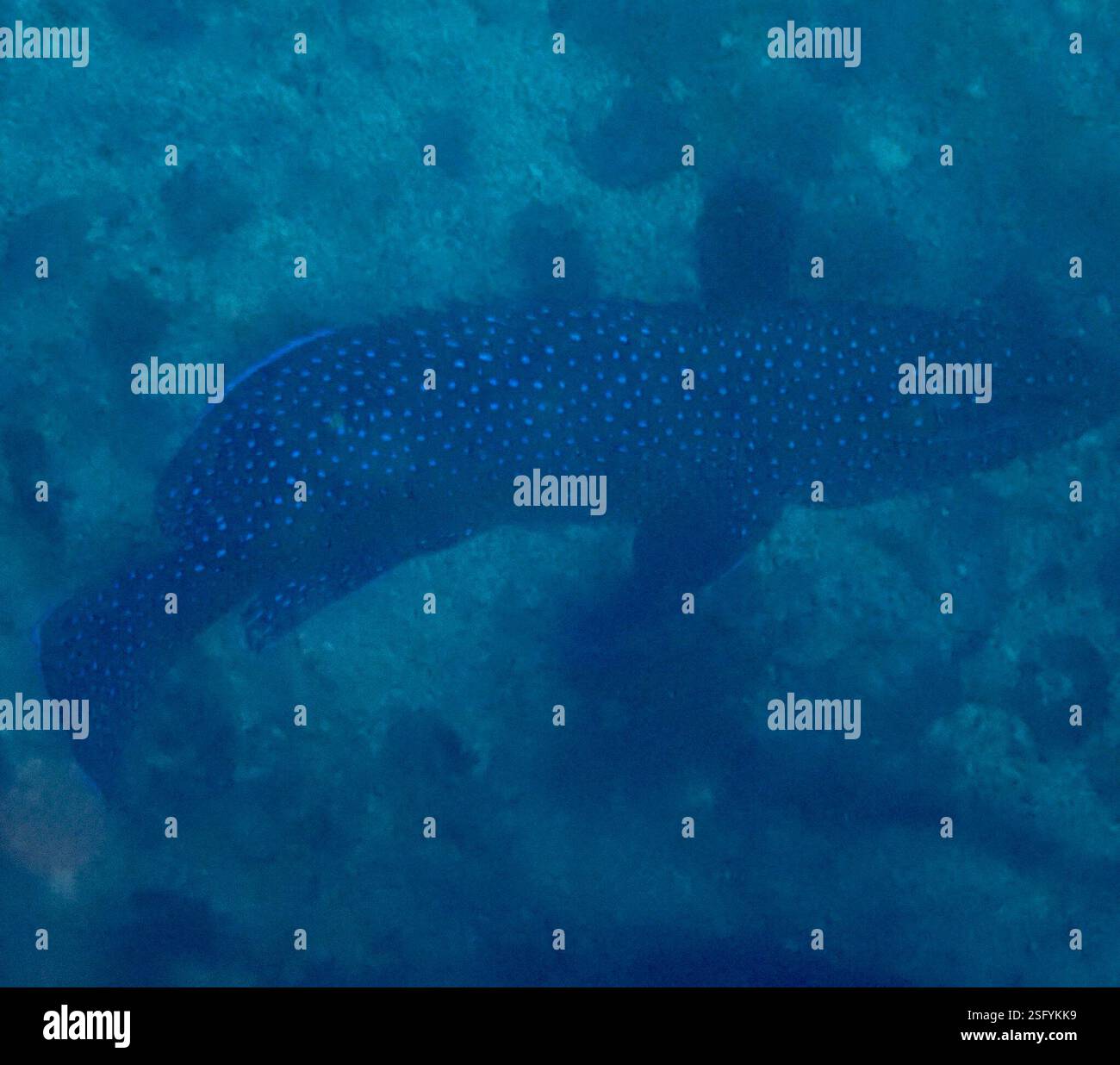 African Hind (Cephalopholis taeniops), Actinopterygii, Baía da ...