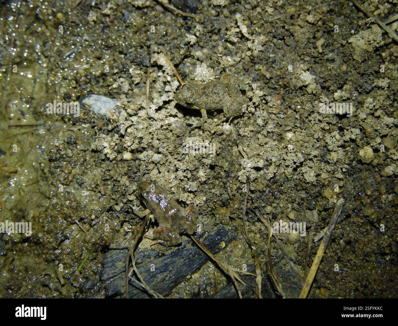 Common Eastern Froglet (Crinia signifera), Amphibia, Euroa VIC 3666 ...