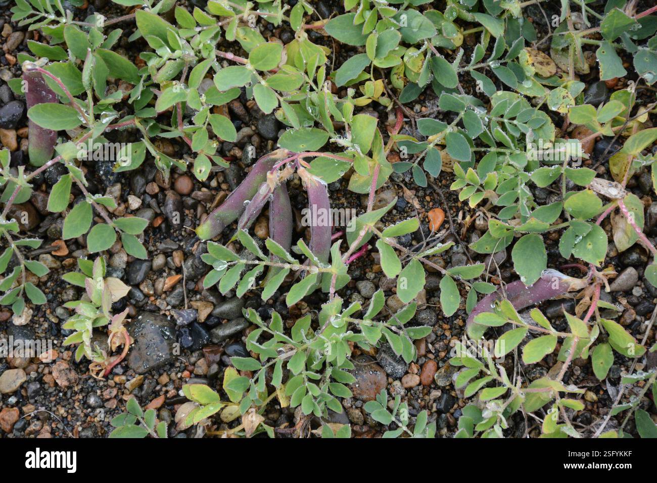Downy Beach Pea (Lathyrus japonicus pubescens), Plantae, Провиденский р ...