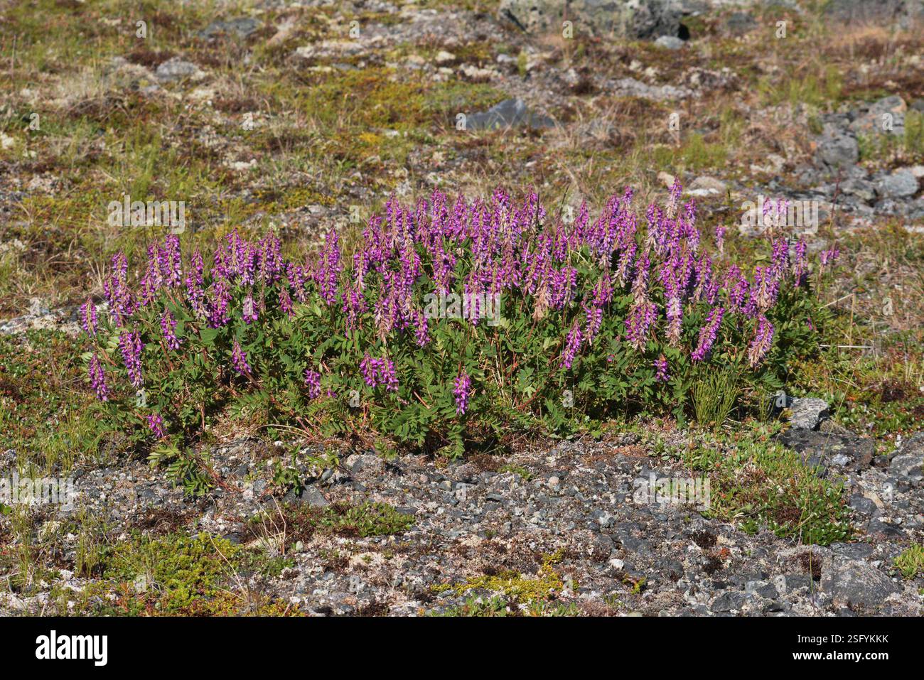 Alpine sainfoin (Hedysarum hedysaroides), Plantae, Провиденский р-н ...