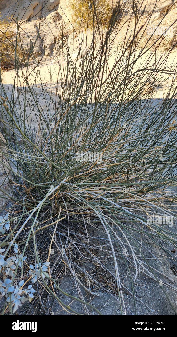 rush milkweed (Asclepias subulata), Plantae, Indio, CA, USA Stock Photo ...