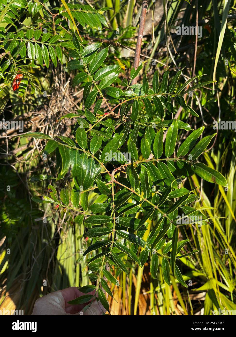 shining sumac (Rhus copallinum), Plantae, Pinehurst Greens Dr, Estero ...