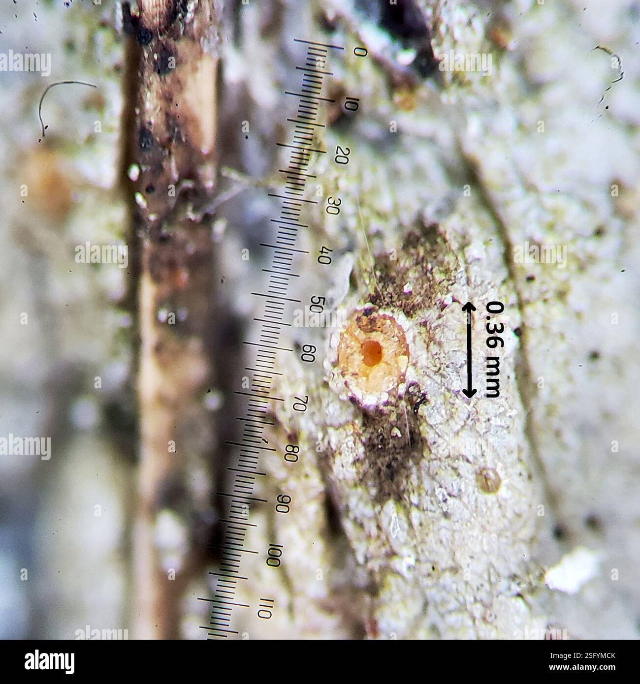 (Zythia resinae), Fungi, Mountsberg Conservation Area, Milburough Town ...
