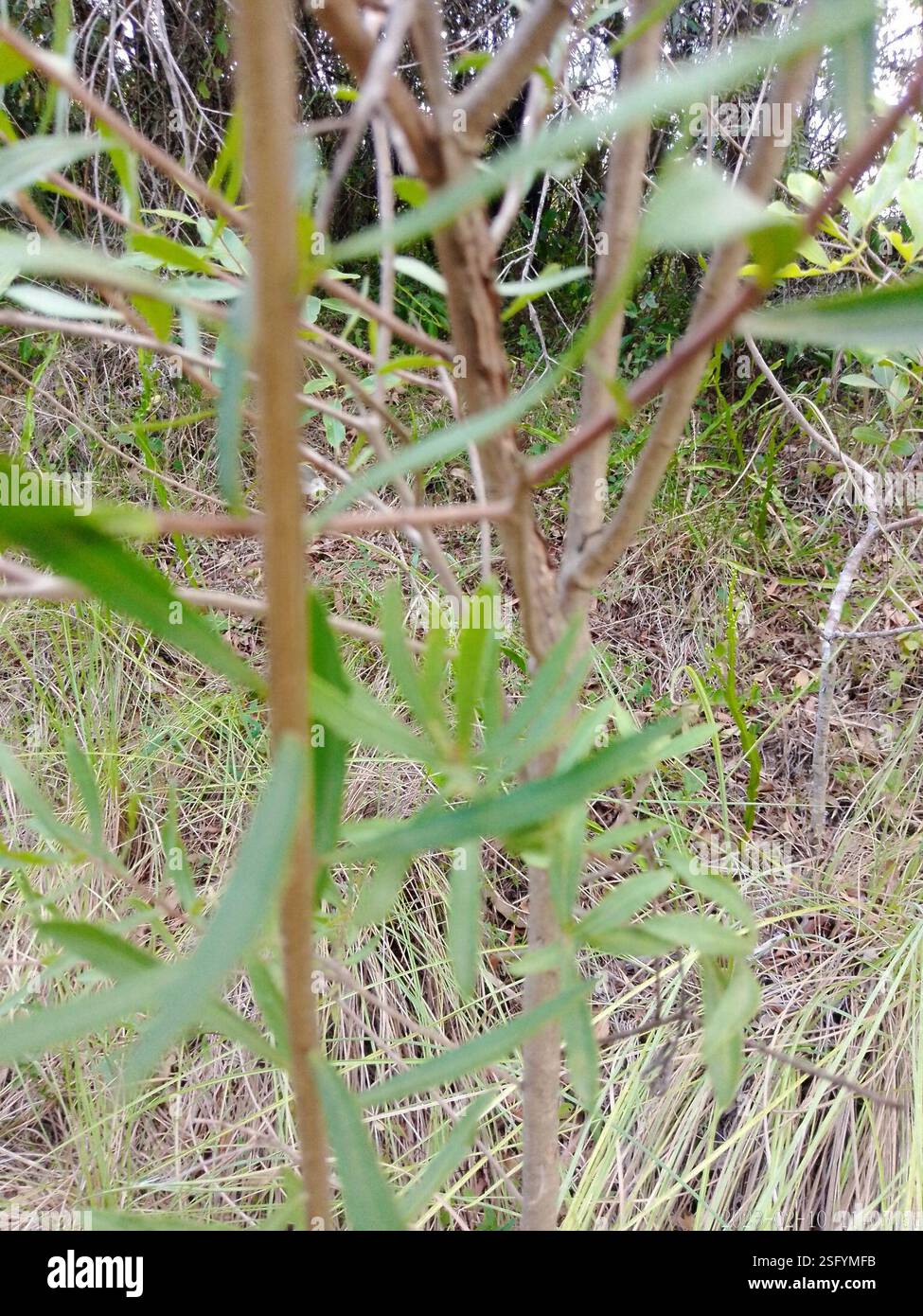 mule fat (Baccharis salicifolia), Plantae, 37000 Departamento de Cerro ...