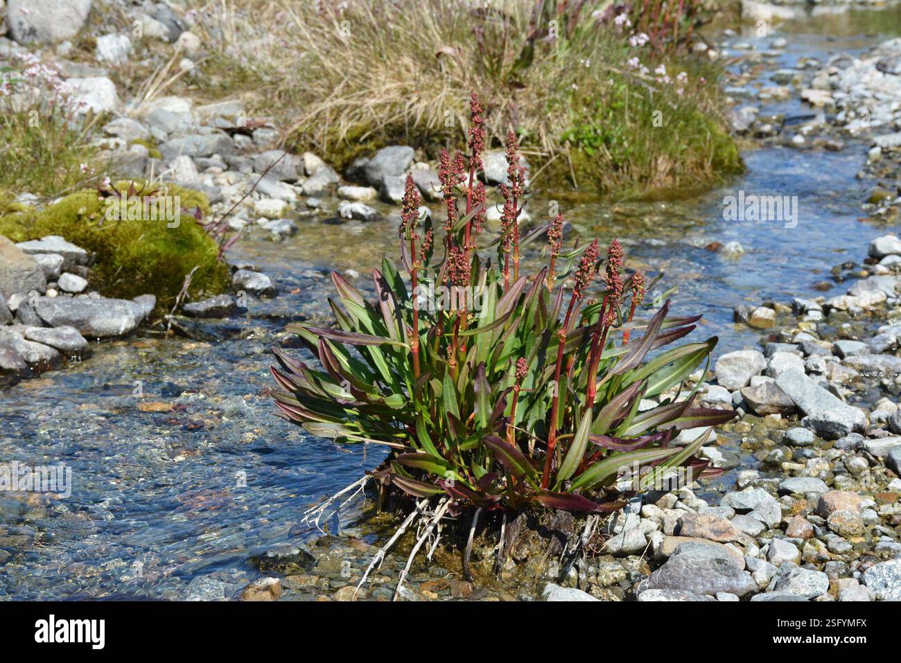 Arctic Dock (Rumex arcticus), Plantae, Провиденский р-н, Чукотский ...