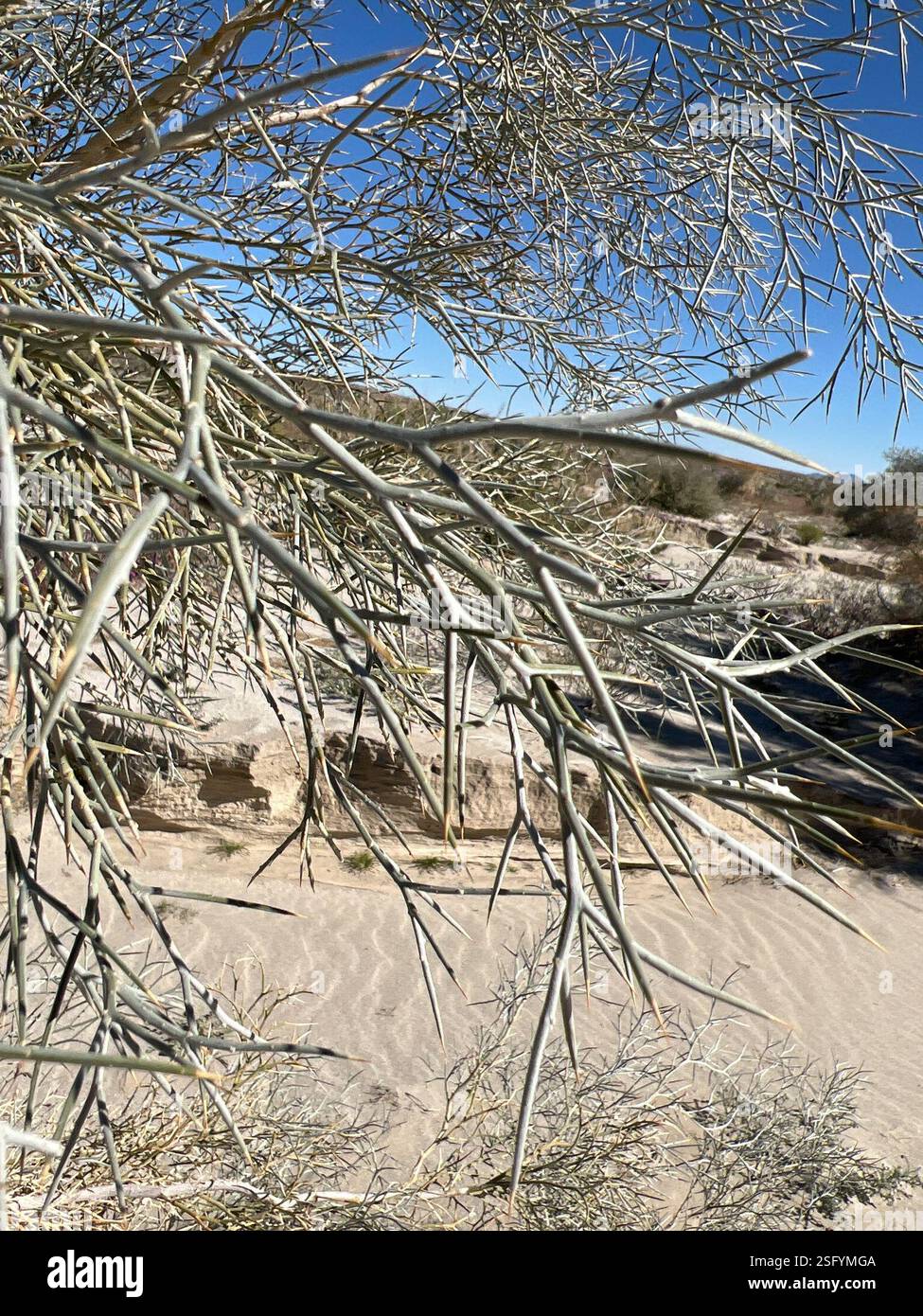 Smoke Tree (Psorothamnus spinosus), Plantae, Anza-Borrego Desert State ...