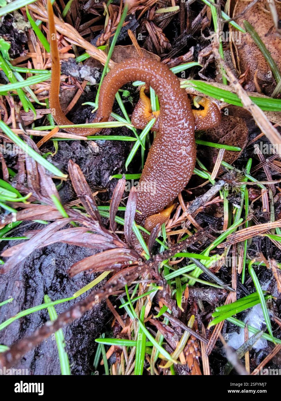 California Newt (Taricha torosa), Amphibia, Palomar Park, CA 94062, USA ...