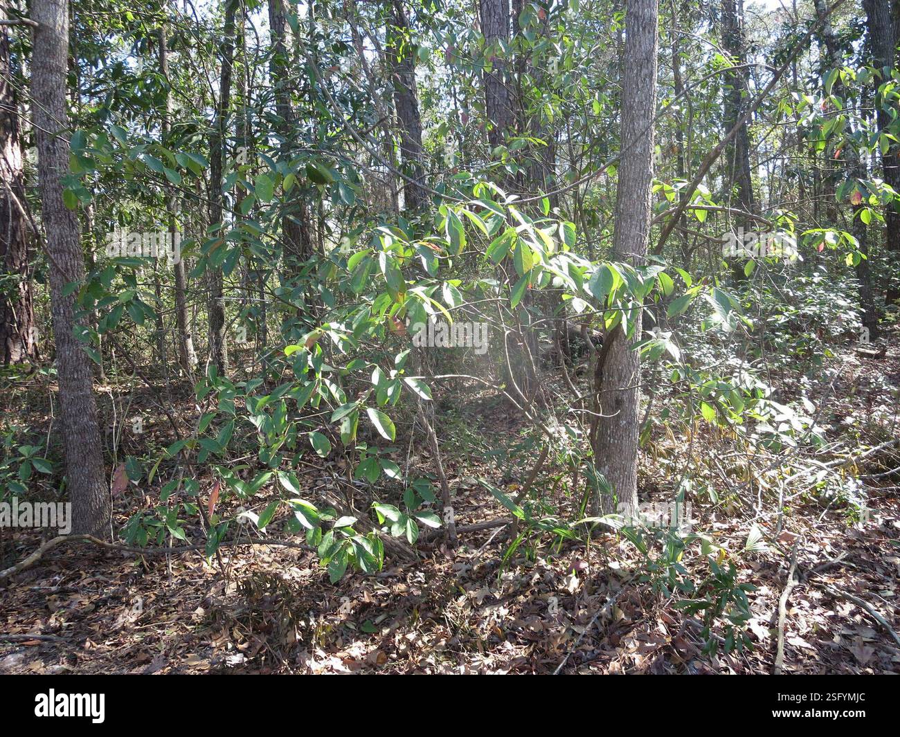 Sweetleaf (Symplocos tinctoria), Plantae, Windsor Forest, Savannah, GA ...
