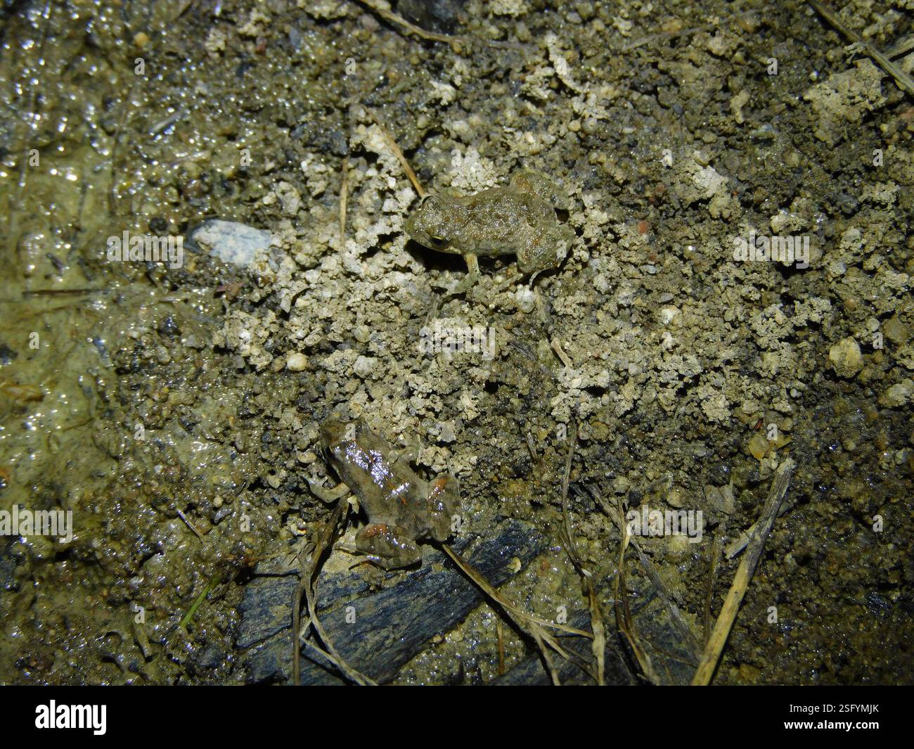 Common Eastern Froglet (Crinia signifera), Amphibia, Euroa VIC 3666 ...