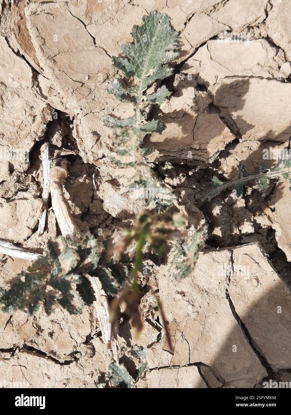 Saharan Mustard (Brassica tournefortii), Plantae, San Diego County, US ...