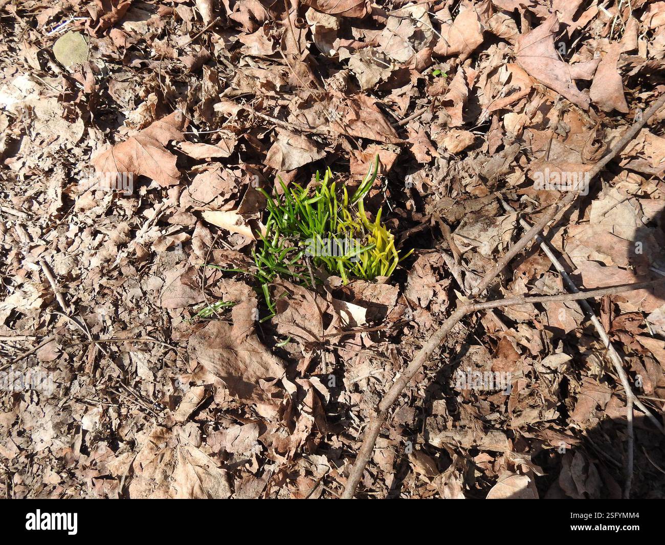 monocots (Liliopsida), Plantae, Allegheny County, PA, USA Stock Photo ...