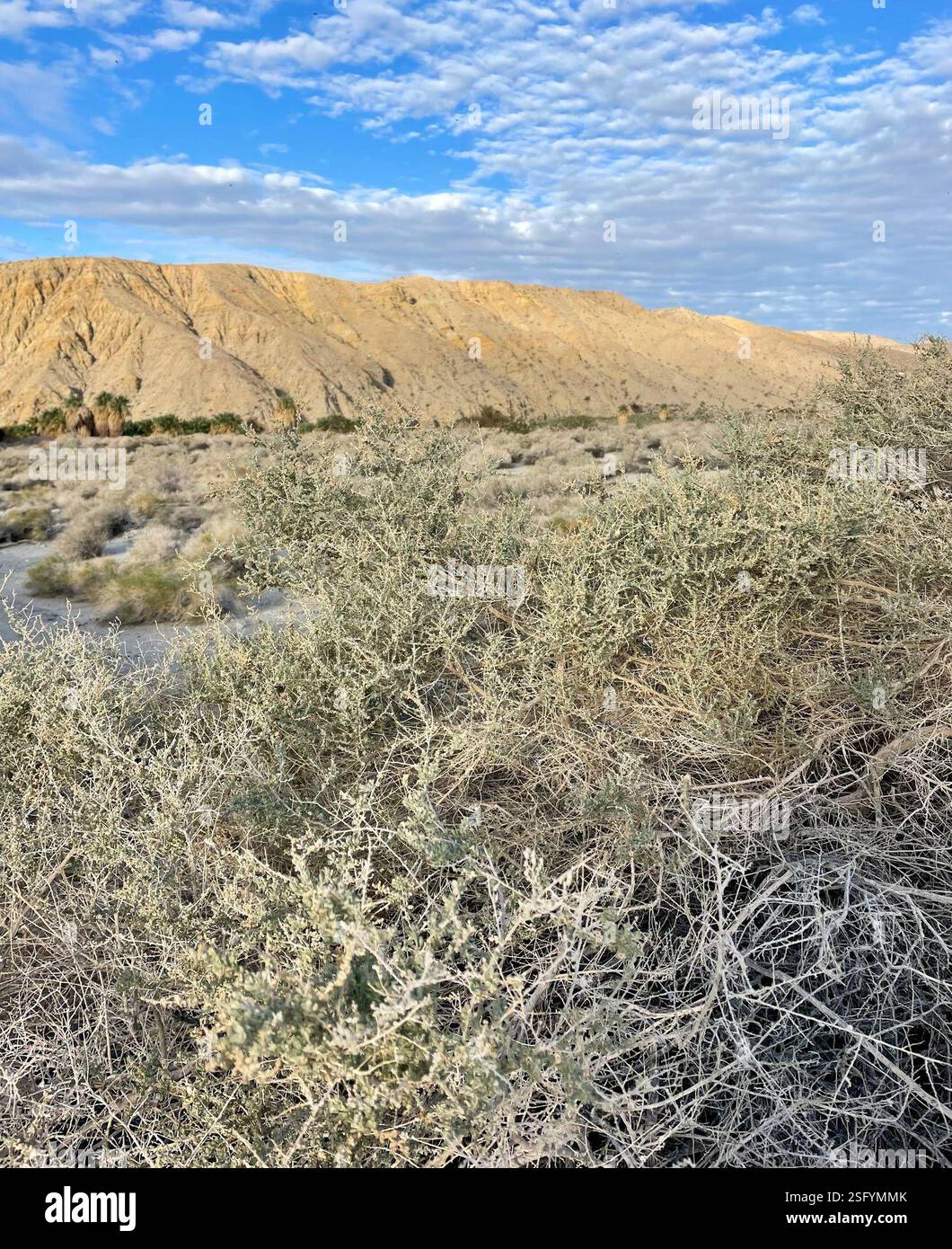 Cattle Saltbush (Atriplex polycarpa), Plantae, Thousand Palms Canyon Rd ...