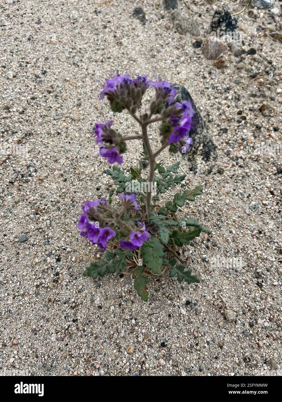 Notch-leaf Scorpionweed (Phacelia crenulata), Plantae, Box Canyon Rd ...