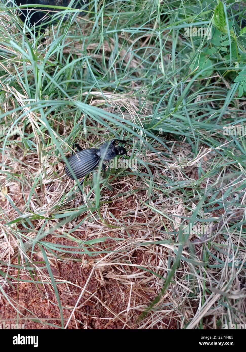 Peaceful giant ground beetles (Tefflus), Insecta, Chuo cha Ualimu ...