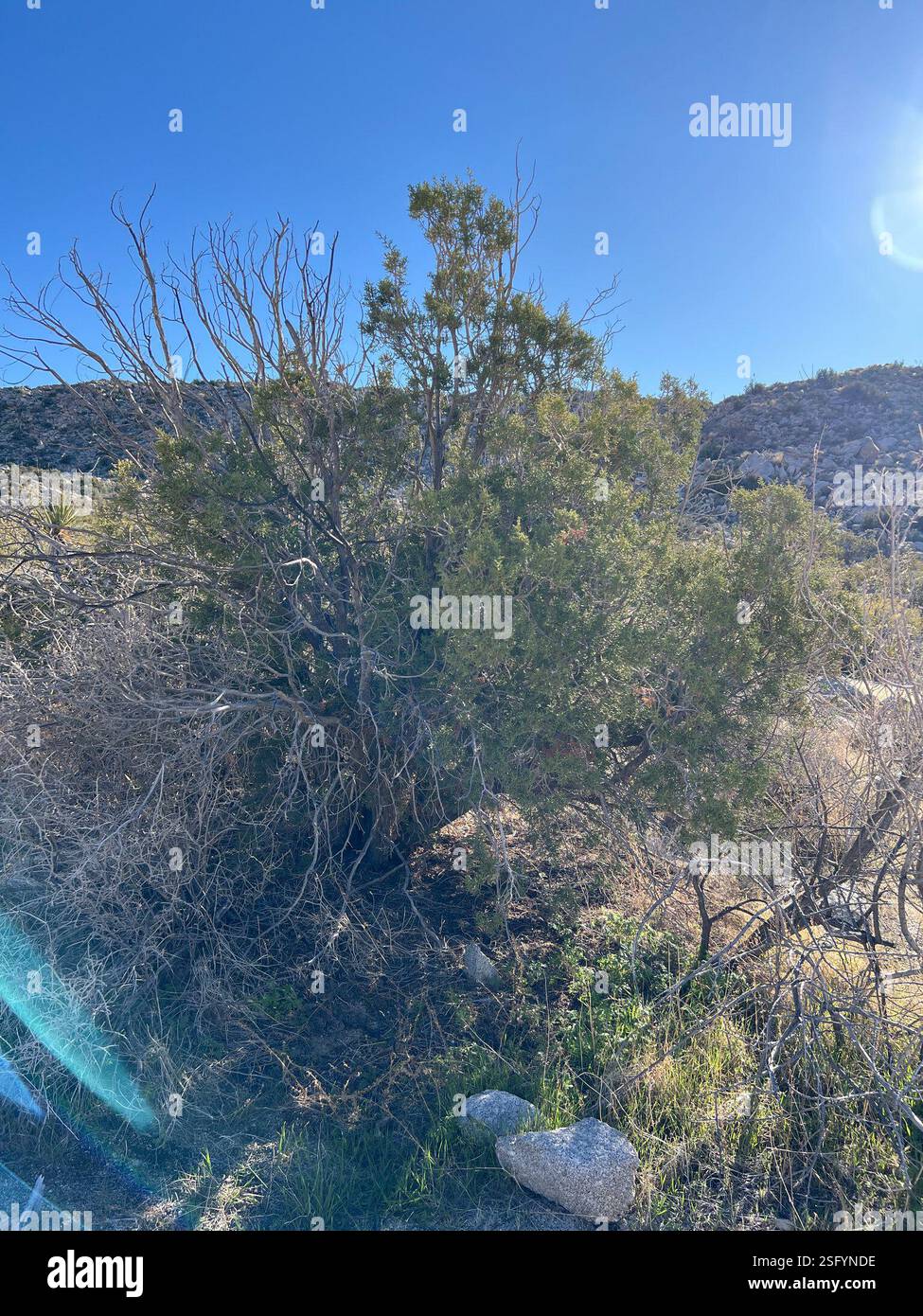 California juniper (Juniperus californica), Plantae, Anza-Borrego ...