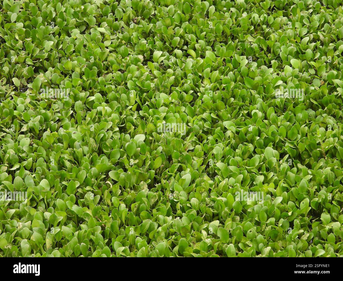 anchored water hyacinth (Pontederia azurea), Plantae, Laguna de los ...